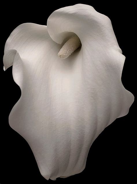 Mark Vassallo Untitled 594 2009