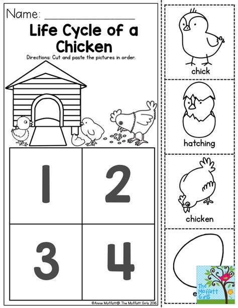 Cut And Paste The Life Cycle Of A Chicken Worksheet Worksheets Library