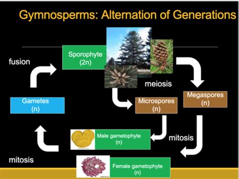 Gen Bio 2 Exam 2 Flashcards Quizlet