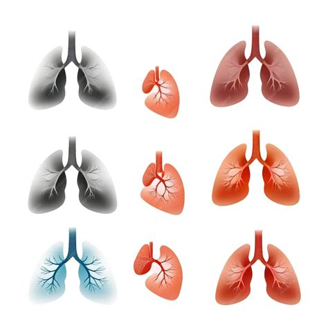A Series Of Different Colored Lungs Including One Labeled Lungs Premium Ai Generated Vector
