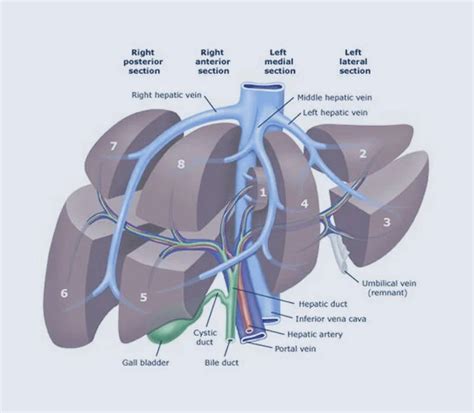 Liver Surgery Professor Peter Lodge Internationally Renowned Surgeon