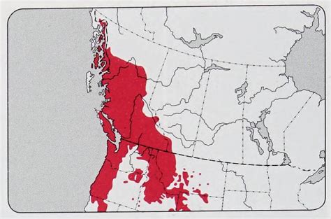 10 Native Types Of Maple Trees In Canada