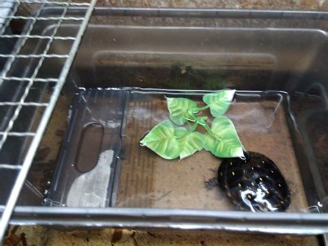 キボシの「かなえ」「たまえ」（キボシイシガメ） インドホシガメ「みかん・ゆず」のブログ