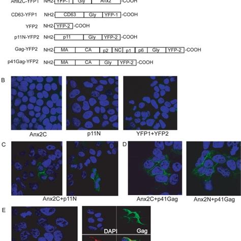 293t Cells Transfected With The Indicated Constructs Were Stained With