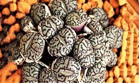 Expert Turned Pale After Seeing The Strange Egg A Girl Found Under Her