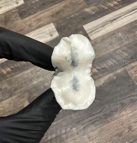 Shes A Cloner Small But Mighty Albino Thrasher R Copsychonauts