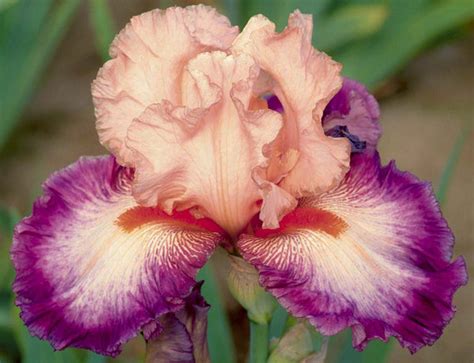 Come Away With Me Sutton Iris