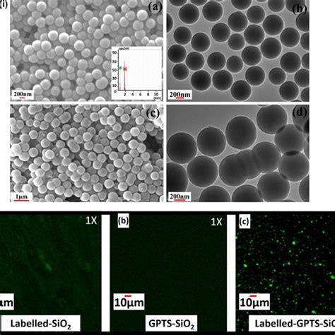 Schematic Representation Of Modification Of Bare Silica Sio2