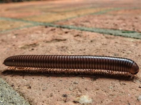 Premium Photo High Angle View Of Millipede On Field