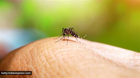 Can Diabetes Increase The Severity Of Dengue Can The Mosquito Borne
