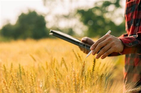 Development Of Picture Tablet Analysis Data In Barley Breeding Farms