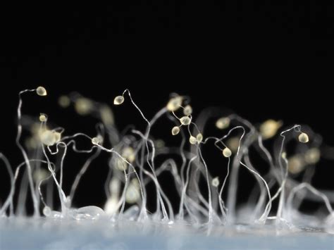 Cellular Slime Mold Life Cycle