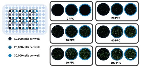 App Note Analysis Of Bacmam Transduced Hela Cells With High Throughput Live Cell Imaging