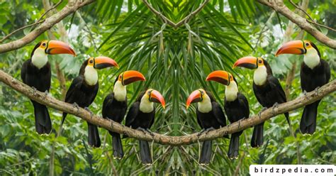 Toco Toucan[ Ramphastos Toco] Overview Habitat Diet Sounds