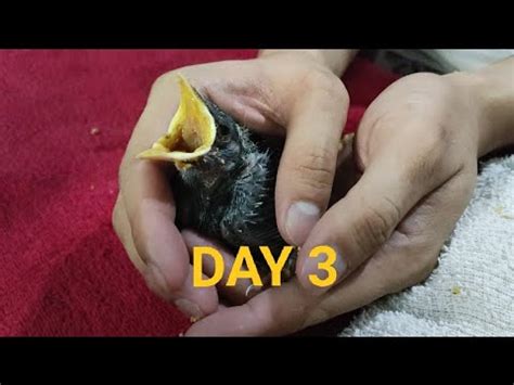 About Martinez Bird Crested Myna Caring And Feeding Youtube