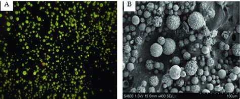The Morphology Of The Microparticles A Light Microscopy Picture And