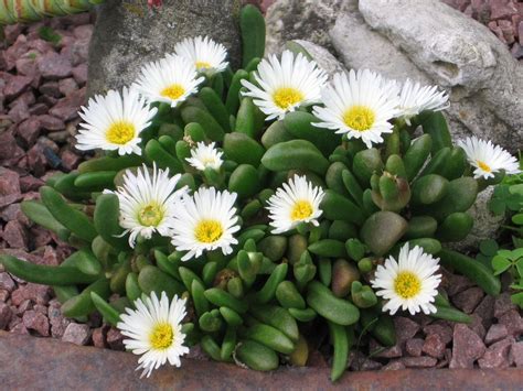 Делосперма (Delosperma). Семейство Аизовые