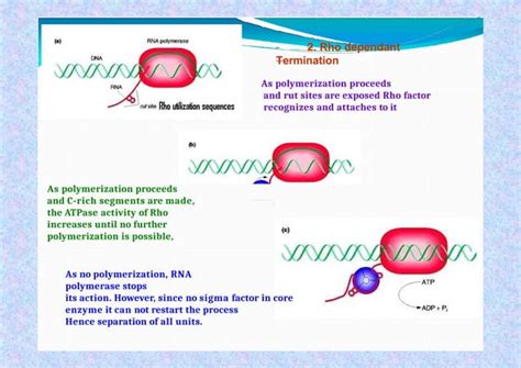 Transcription Is The Process Of Copying A Segment Of Dna Into Rna The Segments Of Dna