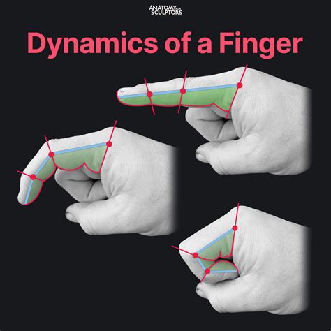Artstation Dynamics Of A Finger Anatomy Reference Anatomy Anatomy Drawing