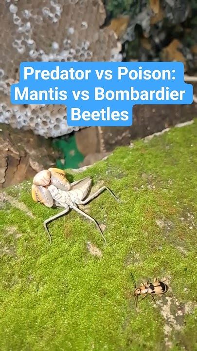 Predator Vs Poison Mantis Vs Bombardier Beetles Youtube