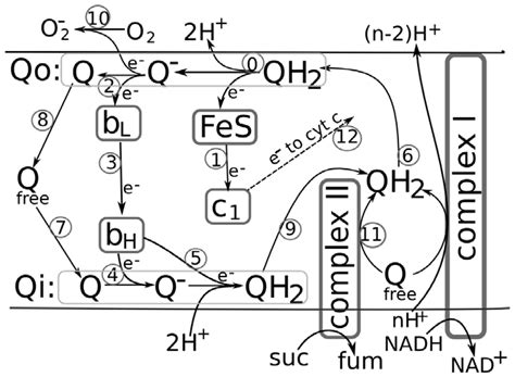 Scheme Of The Redox Reactions In Complex Iii Of Mitochondrial