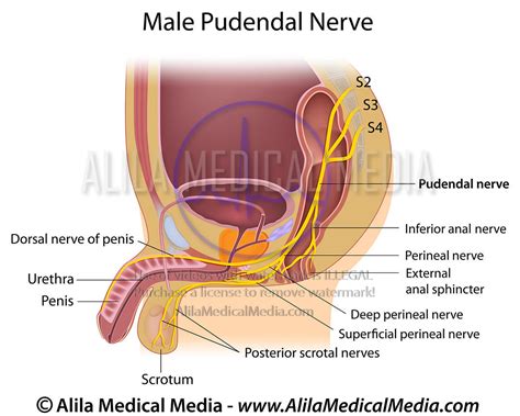 Pudendal Nerve Male Anatomy