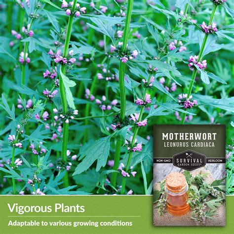 Motherwort Seeds Lions Tail Survivalgardenseeds