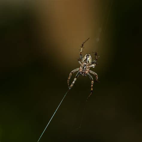 Spider Männliche Spinne Insekt Kostenloses Foto Auf Pixabay Pixabay