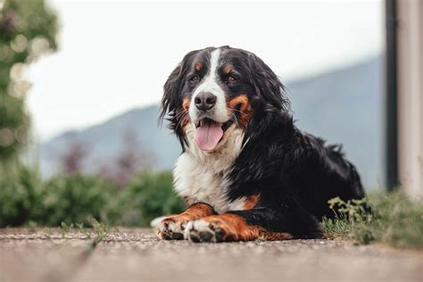 Berner Sennenhund Alter
