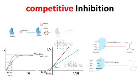 Competitive Inhibition Youtube
