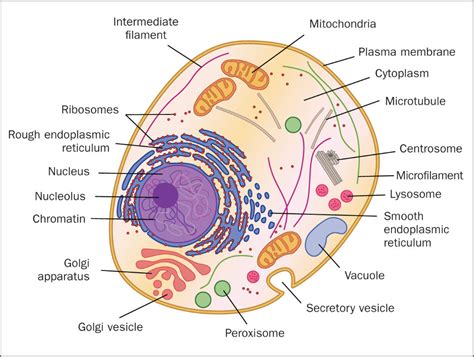 Period Anatomy And Physiology Human Physiology Menstrual Cycle