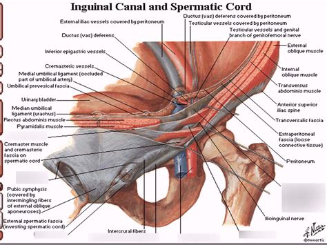 Inguinal Canal Diagram Quizlet