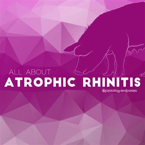 Atrophic Rhinitis Pathology And Ponies