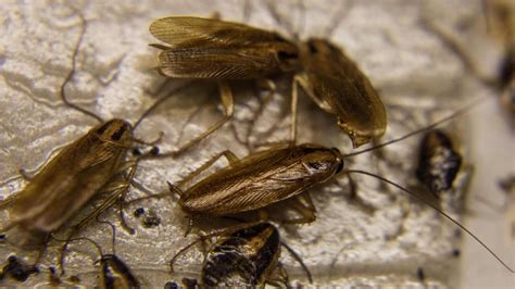 Where To Place Cockroach Bait For Maximum Success Pest Control