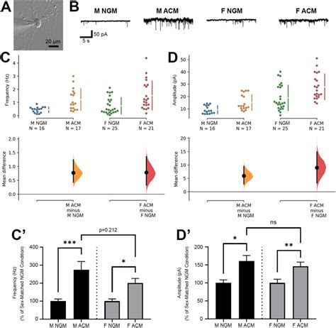 Astrocyte Derived Thrombospondin Induces Cortical Synaptogenesis In A