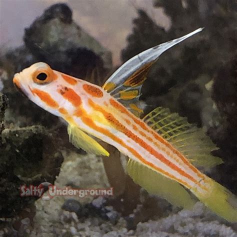 Salty Underground Yasa Hashe Goby Stonogobiops Yasha
