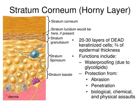 Ppt Unit 4 Powerpoint Presentation Free Download Id2098133