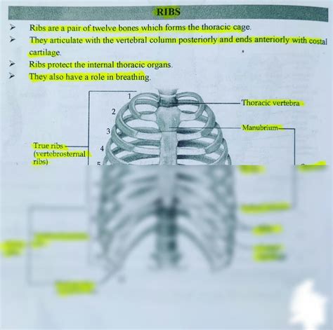 SOLUTION Rib Notes And Diagram Studypool