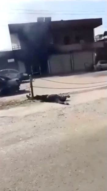 Nuevas Imágenes Documentan Las Brutales Matanzas De Civiles Alauitas Durante Las Operaciones