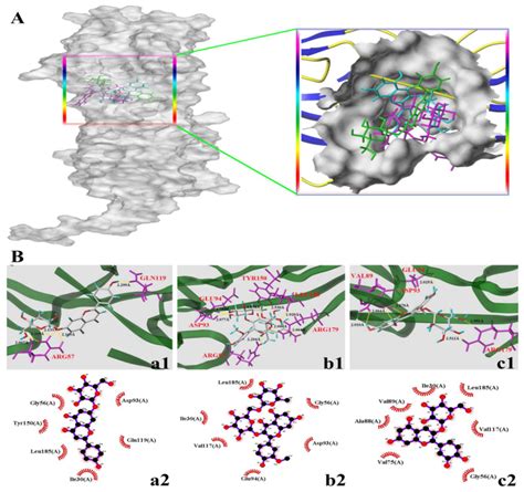 Molecular Docking Diagram Of The Compounds And The Receptor Of Advanced
