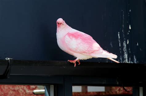 Uk Beautiful Bird Pink