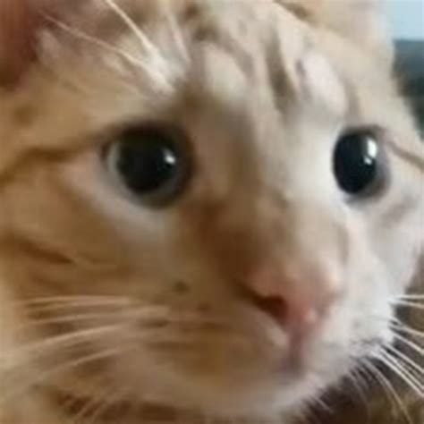 Mango Cat And More Youtube