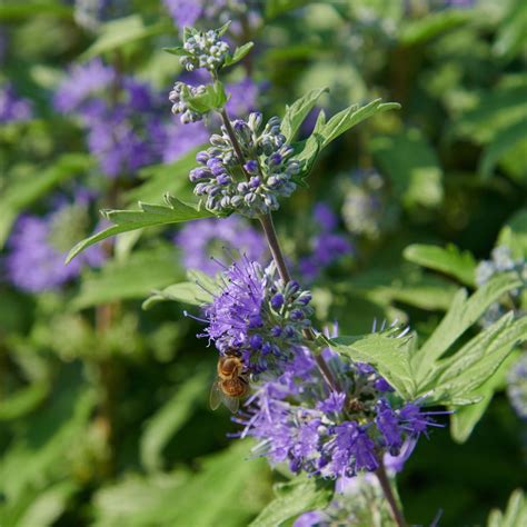 Bartblume Blue Balloon® Caryopteris Clandonensis Blue Balloon