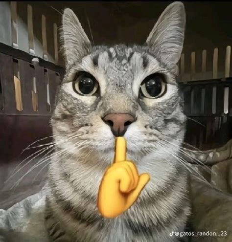 Pin De Patricia Silveira En Roupas De Desenhos Animados Meme Gato