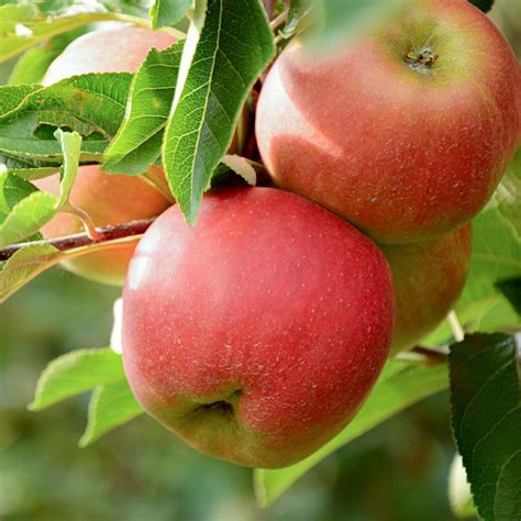 Appels Elstar 1kg Franken Fruit