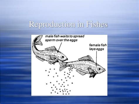 Ppt Reproduction In Fishes Powerpoint Presentation Free Download