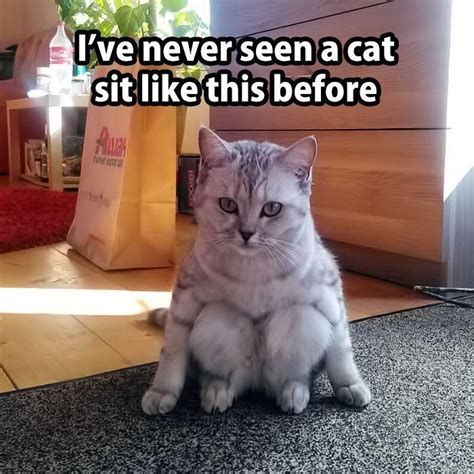 Real Funny Have You Ever Seen A Cat Sit Like This Before Cute Cats