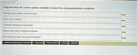 Layers Of The Skin Drag And Drop The Correct Options Available To Match