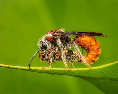 Mutillidae Smithsonian Photo Contest Smithsonian Magazine