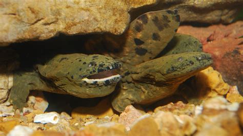 Saint Louis Zoo Raised Ozark Hellbender Reproduces In The Wild